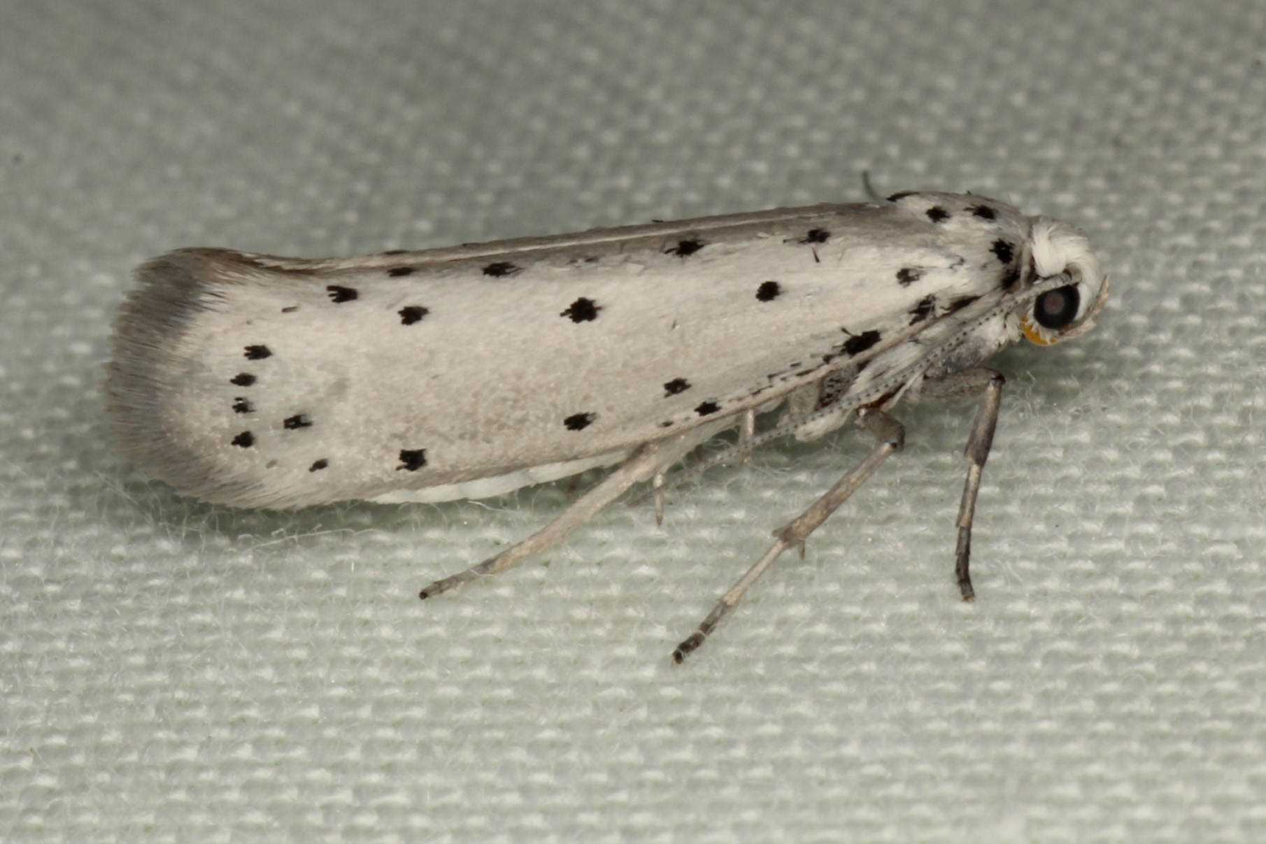 Moths